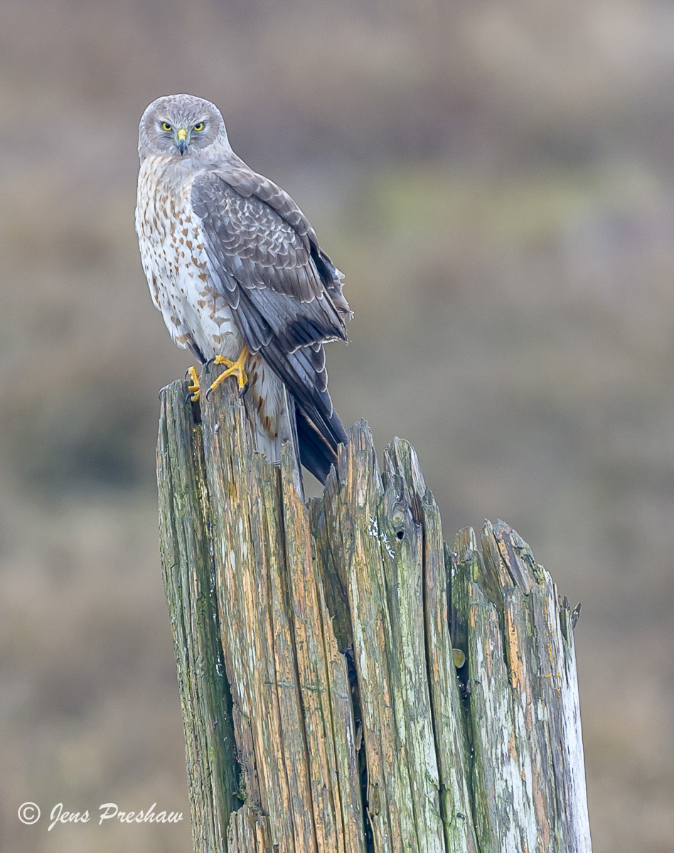The Grey Ghost | Jens Preshaw Photography