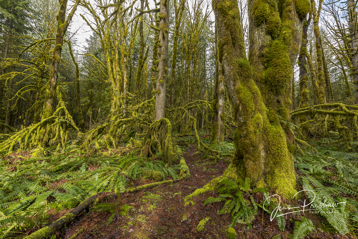 A Pacific Rainforest | Jens Preshaw Photography