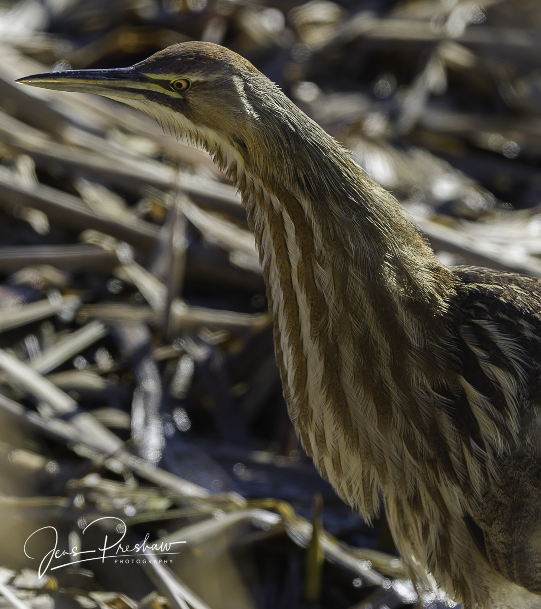 American Bittern | Jens Preshaw Photography