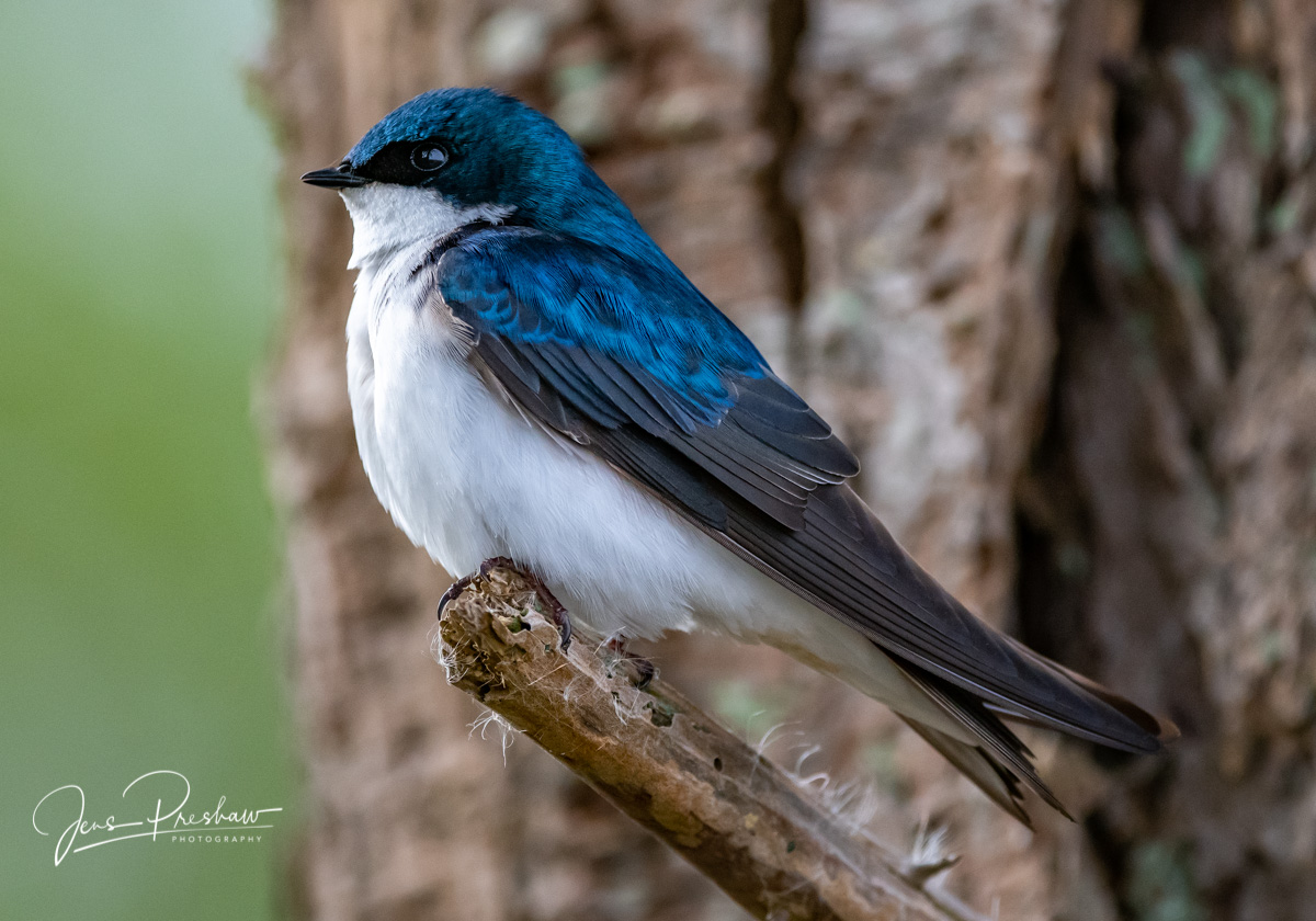 Tree Swallow | Jens Preshaw Photography
