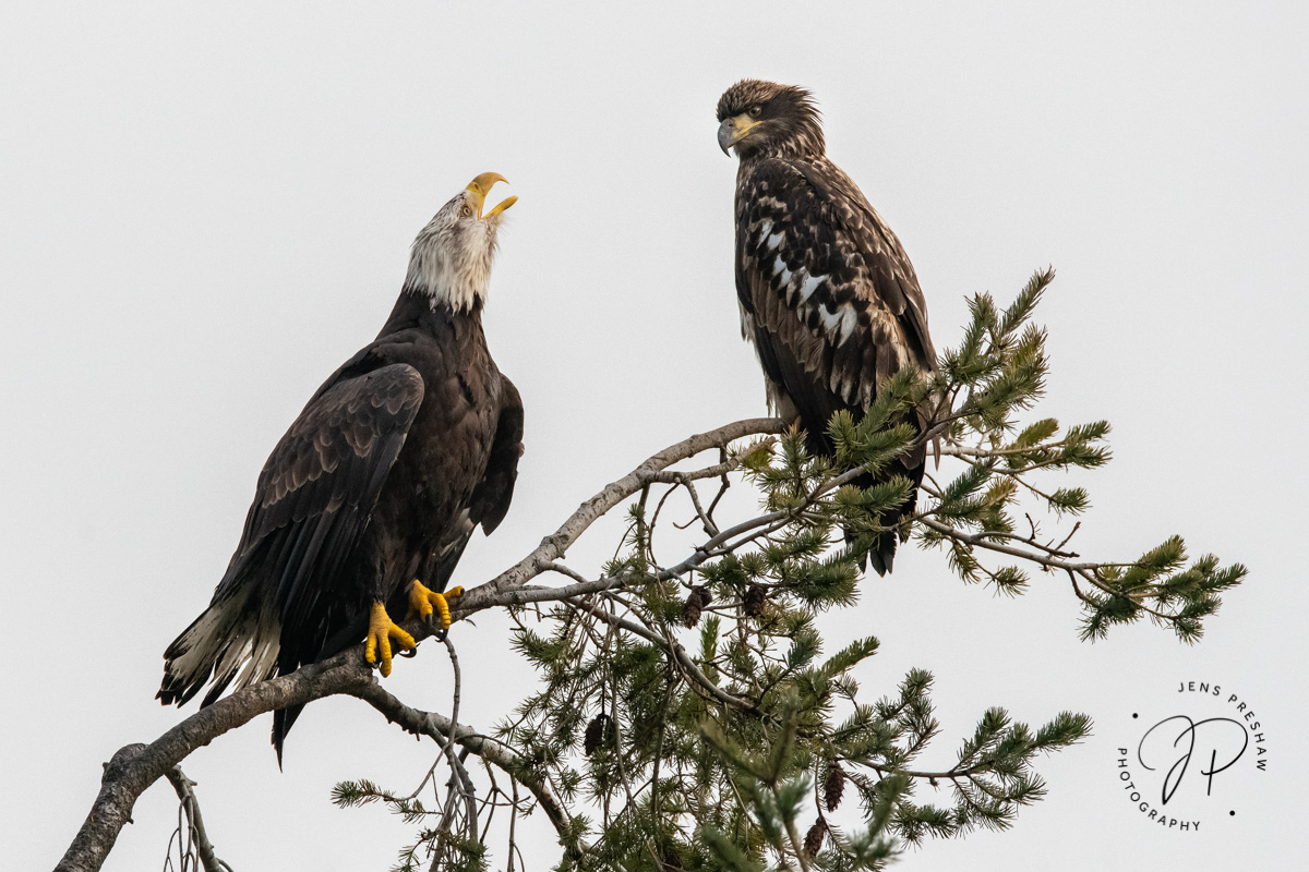 Perching | Jens Preshaw Photography