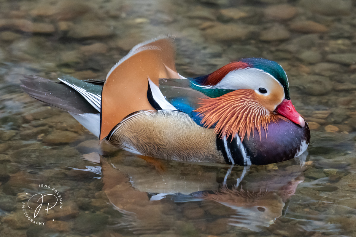 Exotic Waterfowl | Jens Preshaw Photography