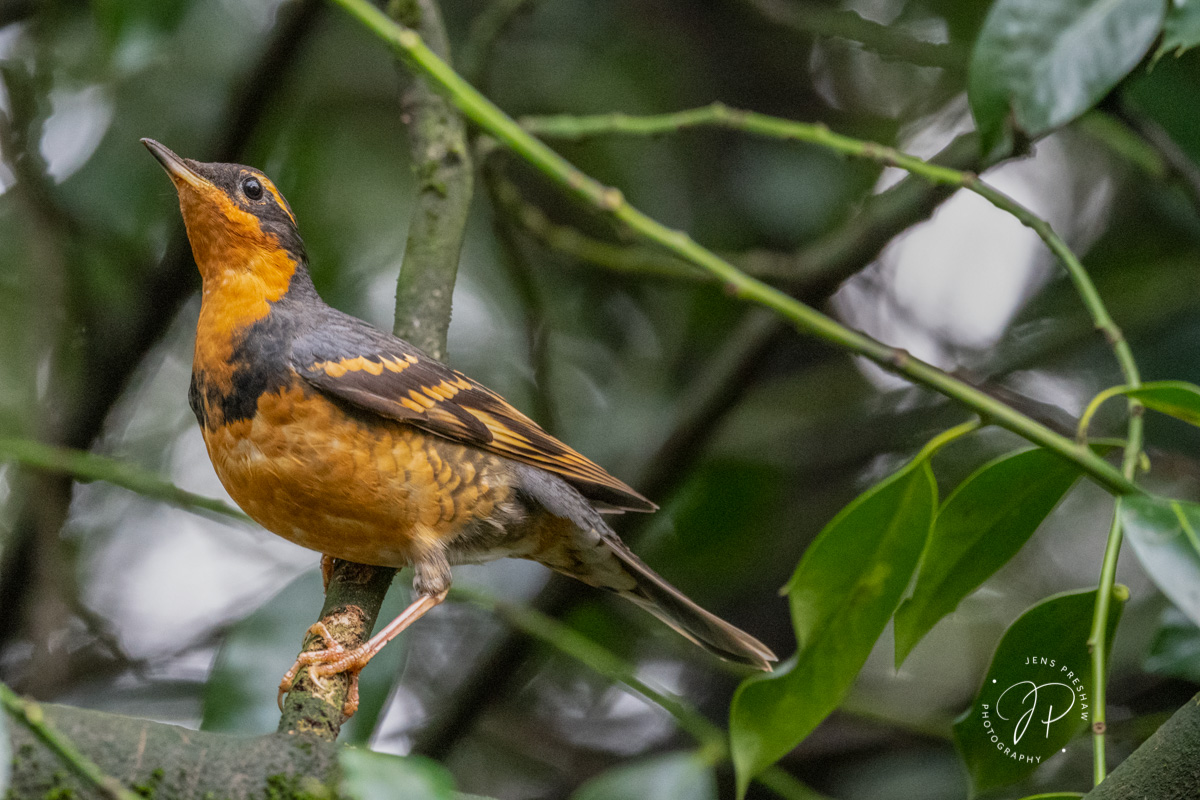 Varied Thrush | Jens Preshaw Photography