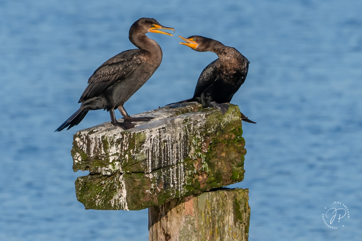 Double-crested Cormorant | Jens Preshaw Photography
