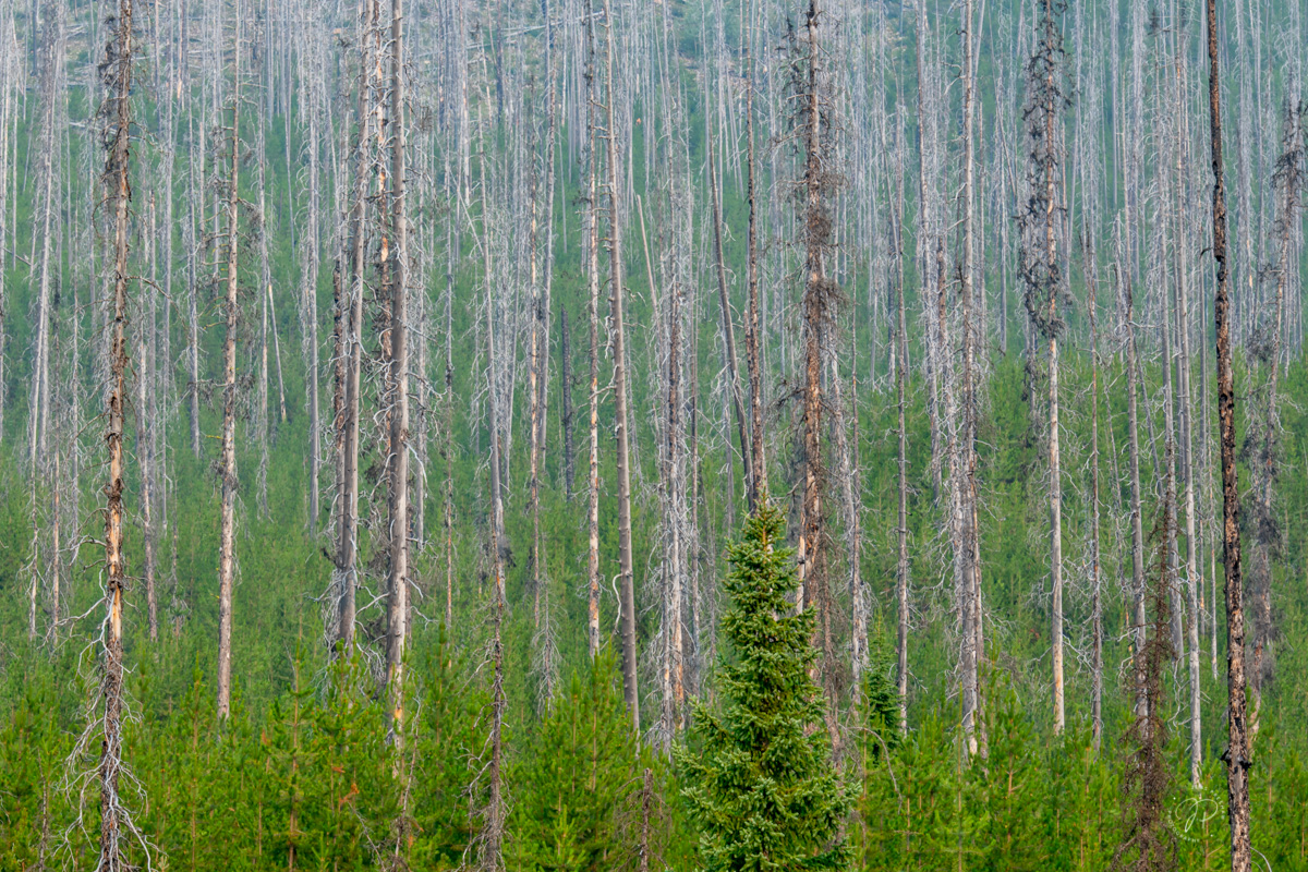 Life Cycle of a Forest | Jens Preshaw Photography